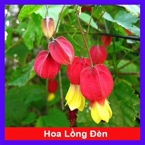 Cây Lồng đèn Cây Cảnh Sân Vườn Cây Cảnh Trong Nhà Cây Cảnh đẹp