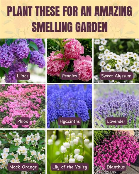 Pin By Natalie On Pollinator Friendly Plants Garden Flower Beds Backyard Flowers Cut Flower