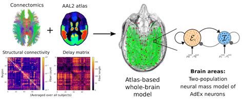 A Gentle Introduction To Neurolib Not Even Odd