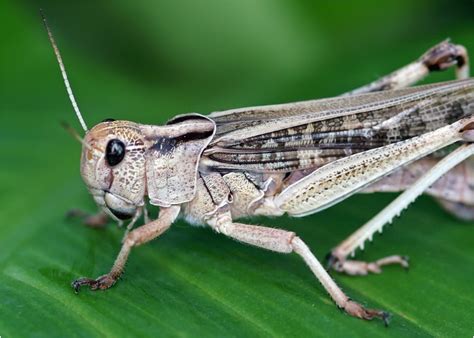 Migratory Locust Locusta Migratoria The Migratory Locust… Flickr
