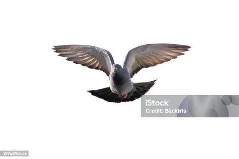 클리핑 경로와 흰색 배경에 고립 된 공기에서 비행 바위 비둘기의 액션 장면 가축에 대한 스톡 사진 및 기타 이미지 가축 깃털 날개를 펼치다 Istock