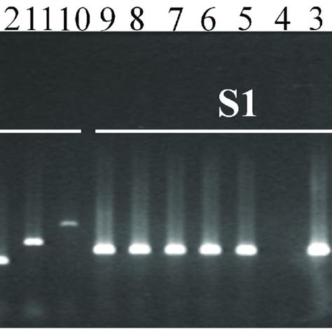 Pcr Amplification Of Salmonella Serovar Specific Multiplex Primer Set Download Scientific