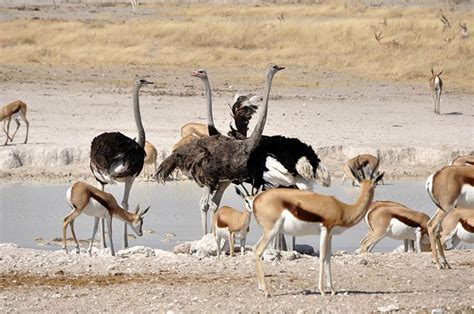 The Common Ostrich Struthio Camelus A Record Bird