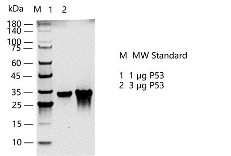 P53 Ddr Related Protein Ice Bioscience Protein Platform