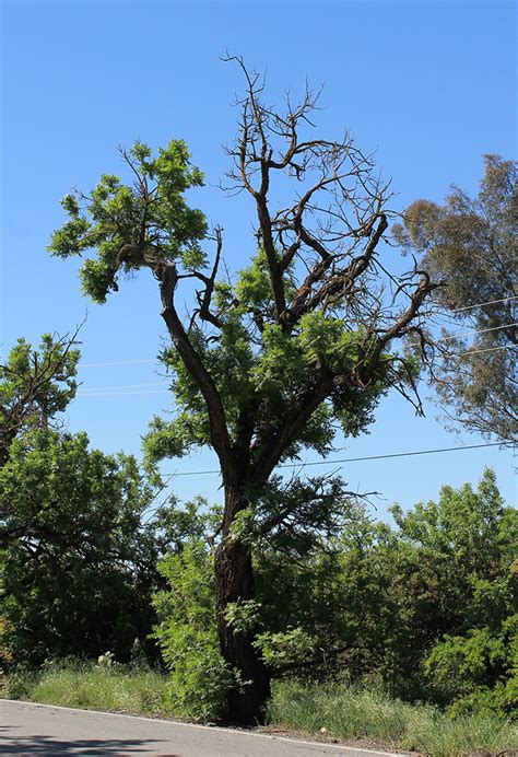 Walnut Tree Dieback Entomology Today