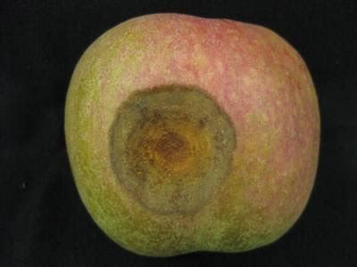 Disease Detection In Fruit Images Dataset Ninja