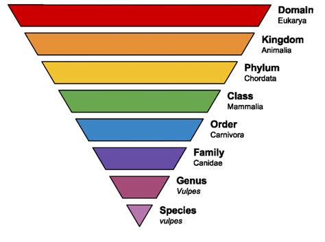 Classification Of Living Things Definition Examples And Practice