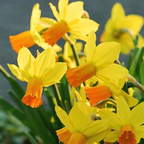 Jetfire Early Bloom Daffodils For Your Garden