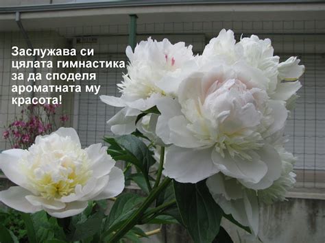 Божур Paeonia Page 151 Форум