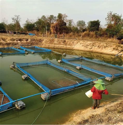 เทคนิคการอนุบาลปลานิลแดง อัตรารอดสูง