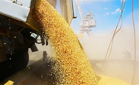 Становятся понятны левые «уходы» пшеницы из России - Свободная Пресса ...