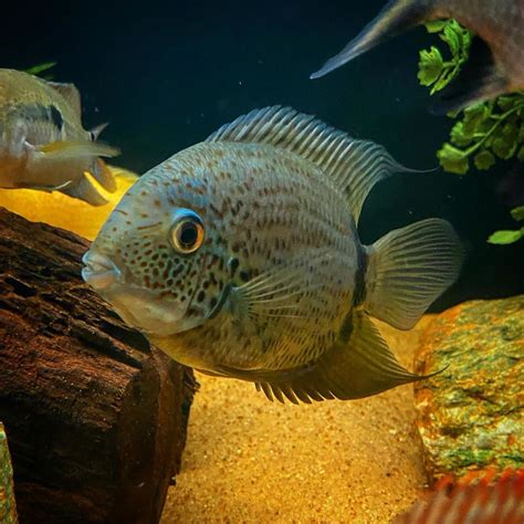 Turquoise Severum Colorful Cichlid Fish
