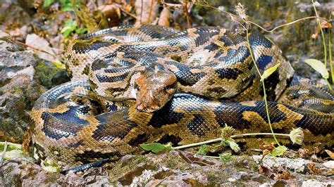 Mumbai Eggs Taken From Rescued Python Start Hatching