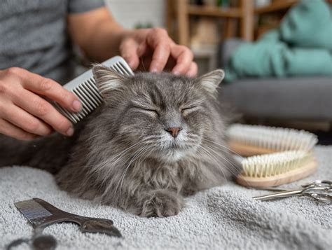 Grooming Tips For Older Cats 10 Essentials For Senior Felines