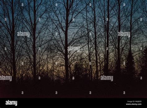 Trees In Winter Night On Dark Sky Background Stock Photo Alamy