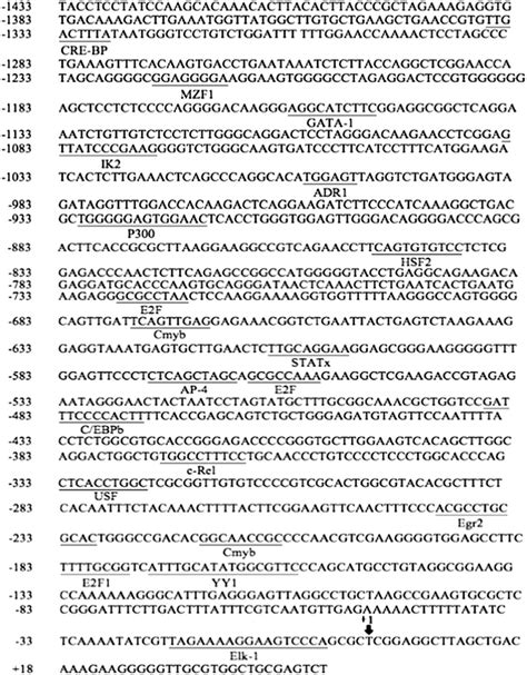 Nucleotide Sequence And Transcription Factor Binding Sites Of 5