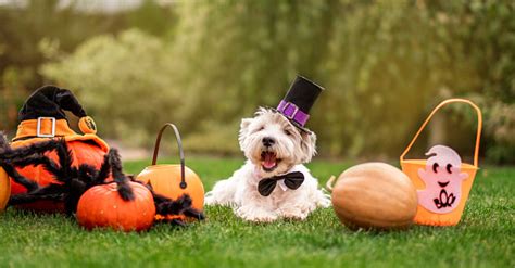 사진 소품으로 장식 된 재미 웨스트 하이랜드 화이트 테리어 개는 집에서 오렌지 호박 근처에 앉아있다 축하를 위한 준비 지갑 이나