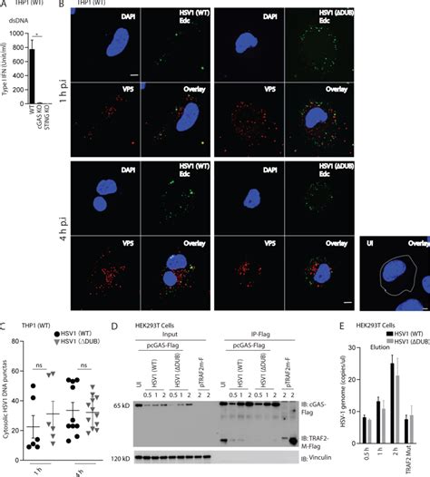 Dub Deficiency Does Not Affect Viral Dna Release Into The Cytoplasm