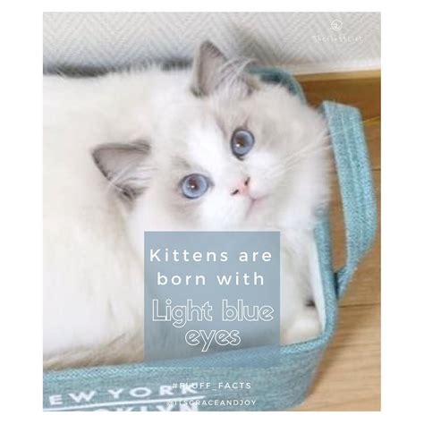 Why Do Kittens Have Blue Eyes