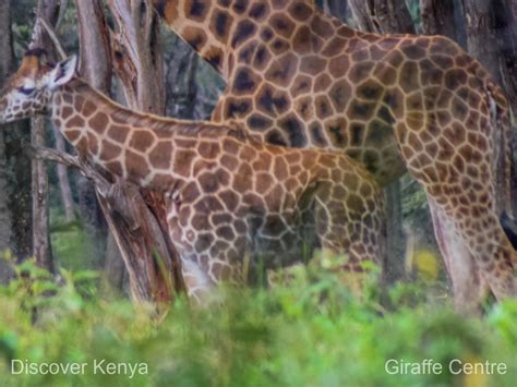 Giraffe Centre Review Is This The Best Hiking In Nairobi