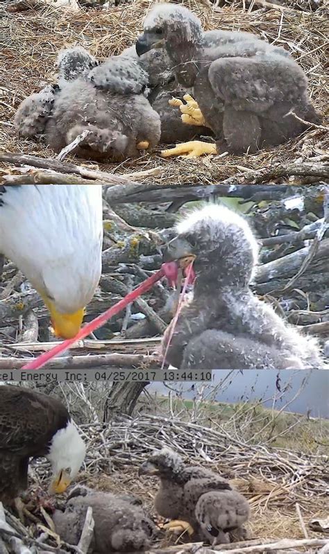 Raptor Resource Project Blog Eaglet Growth And Development Week Four
