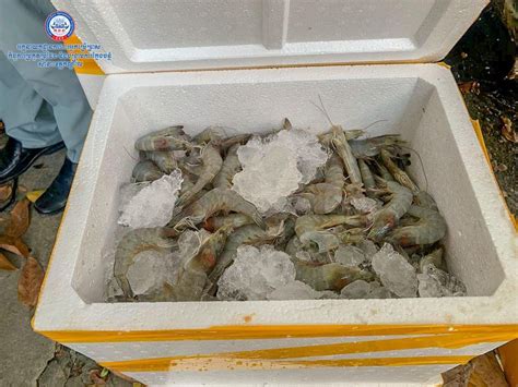 តែពីរថ្ងៃប៉ុណ្ណោះសមត្ថកិច្ចបង្រ្កាបបានគ្រឿងក្នុងនិងសាច់ជ្រូក ប្រហិតបង្កក់