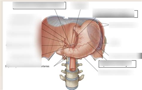 Artery Diagram Quizlet