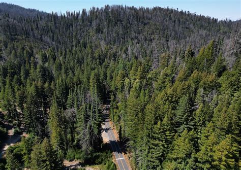 ‘a Different Experience Imagined At Big Basin Redwoods State Park 5