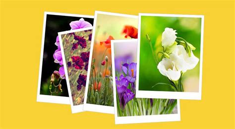 Top 50 Jquery Gallery And Image Sliders For 2020 Website Design In