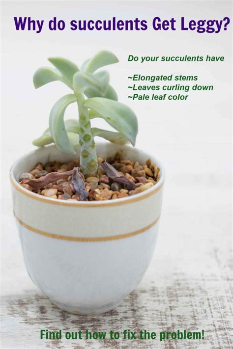 Leggy Succulents Etiolation How To Fix A Stretched Succulent