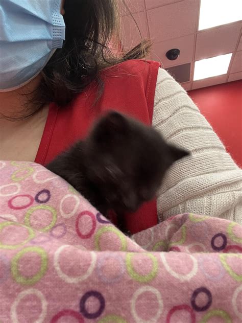 Someone Handed Me A Kitten Rtarget