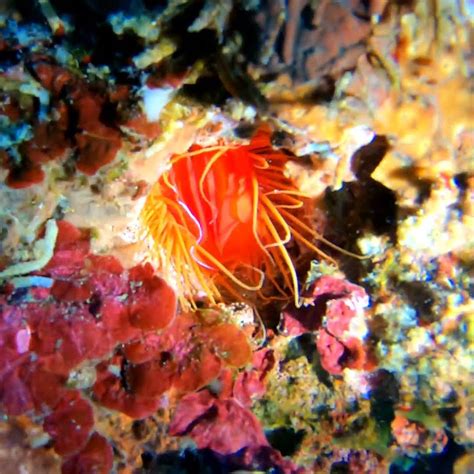 🔸️두마게티 아포섬 스쿠버다이빙 전기조개 멋지당🔸️shorts 필리핀 두마게티아포섬스쿠버다이빙 전기조개존멋 Youtube