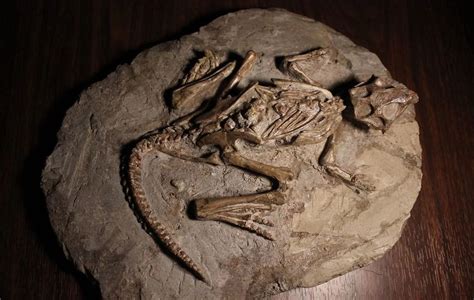 Fossil Psittacosaurus Dinosaur Skeleton Fossilien Präparate