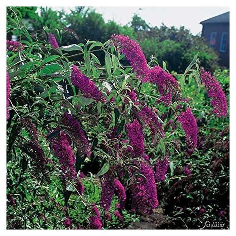 Buddleja Royal Red Rode Vlinderstruik