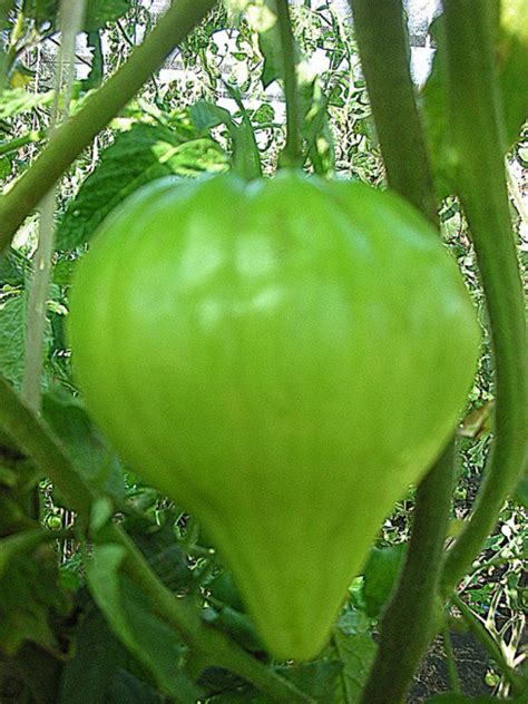 Лискин нос томат описание и фото