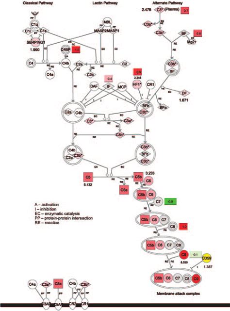 Complement Activation Pathway As Represented By Ingenuity Pathway Download Scientific Diagram