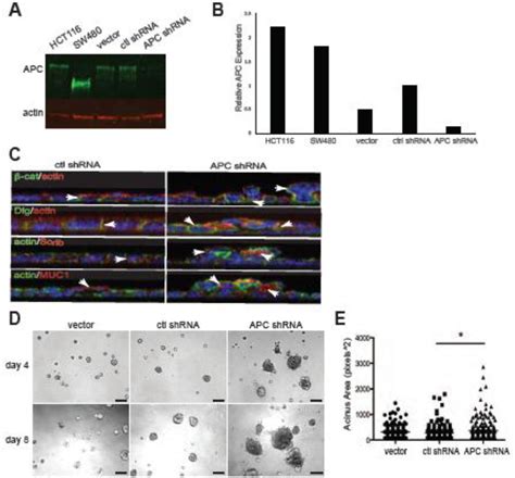 figure 1 from the apc tumor suppressor is required for epithelial cell