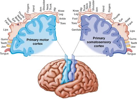 Feidhm Cortex Cerebral