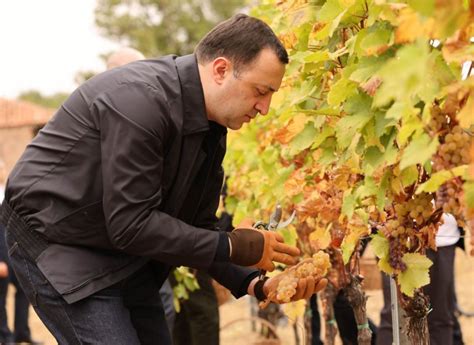 თხილის ყურძნის და არასტანდარტული ვაშლის სუბსიდირებაზე ₾124 მლნ იხარჯება