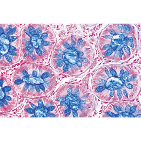 3b Scientific Human And Mammal Digestive Systems English Microscope Slides Anatomy Warehouse