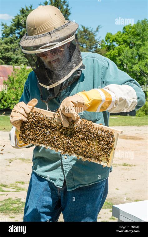 Beekeeper Inspecting Frames On A Langstroth Honeybee Hive On A Farm In