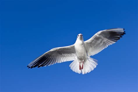 Flying Bird Wallpaper Desktop