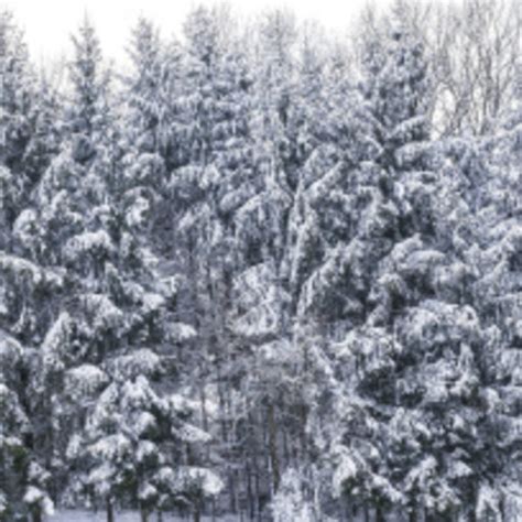 Yang Zhao Northwest A And F University Yangling Research Profile