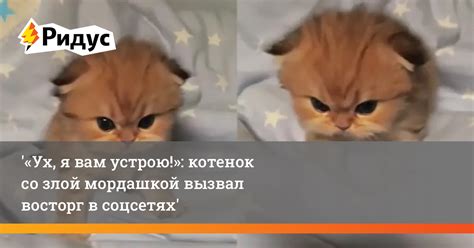 «Ух, я вам устрою!»: котенок со злой мордашкой вызвал восторг в соцсетях
