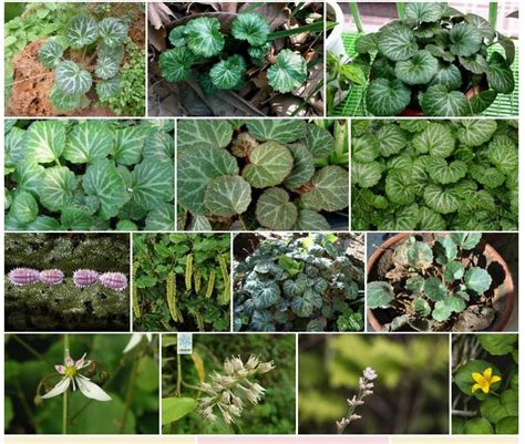 刺虎耳草saxifraga Bronchialis拉丁名学名植物图片地理分布虎耳草属植物查询虎耳草科