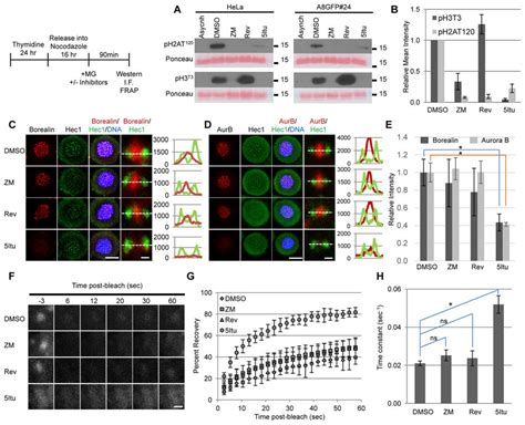 Inner Centromere Localization Of Borealin Is Regulated By Haspin Kinase