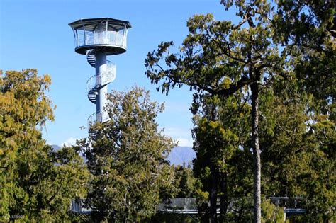 West Coast Tree Top Tower Walk Klook