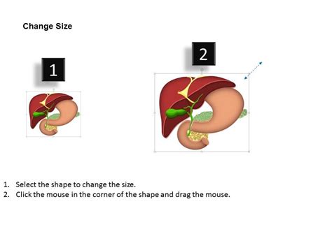 Biliary System Medical Images For PowerPoint PowerPoint Presentation Images Templates