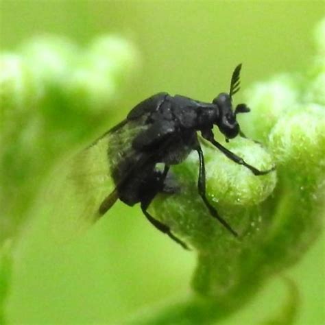 Super Tiny Ripiphorus Ripiphorus BugGuide Net