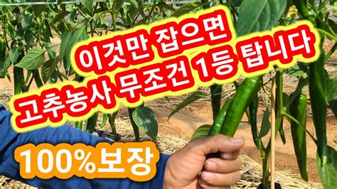 이것만 잡으면 고추농사 무조건 1등탑니다~ 고추농사잘짓는법 고추추비 고추순치기 고추순멎이 솔림농원비닐하우스 텃밭 귀농귀촌 주말농장 고추 Youtube